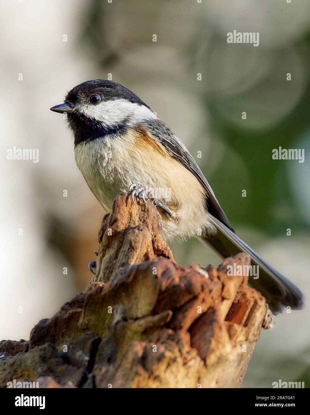 Chickadee perched on tree colorful hi-res stock photography and images ...