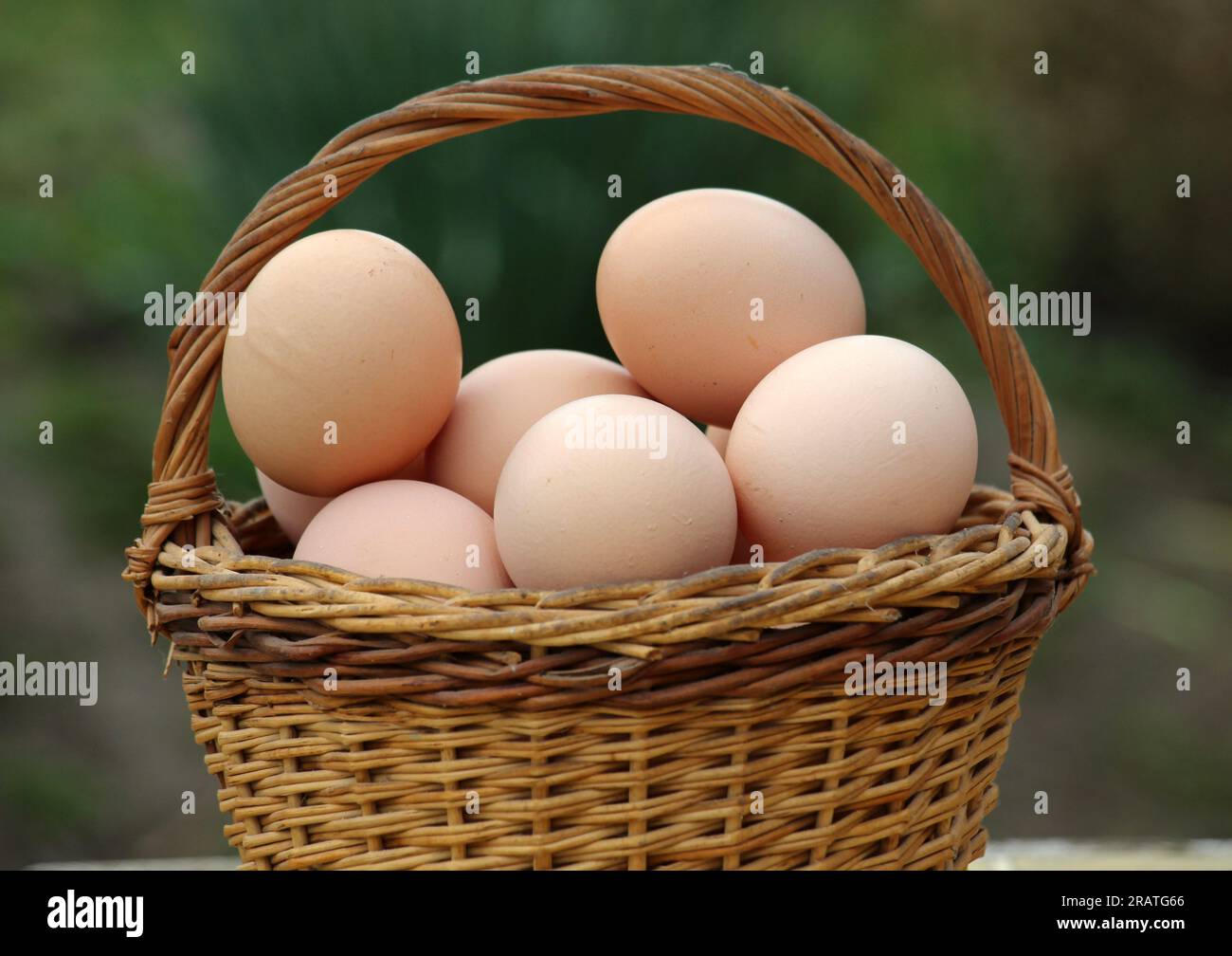 Freshly laid chicken eggs hi-res stock photography and images - Alamy