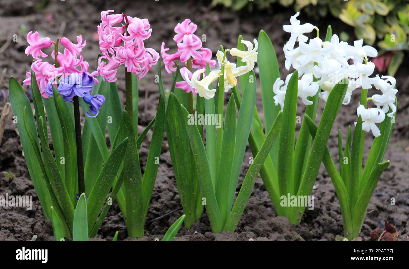 Purple hyacinths in flowerbed hi-res stock photography and images - Alamy