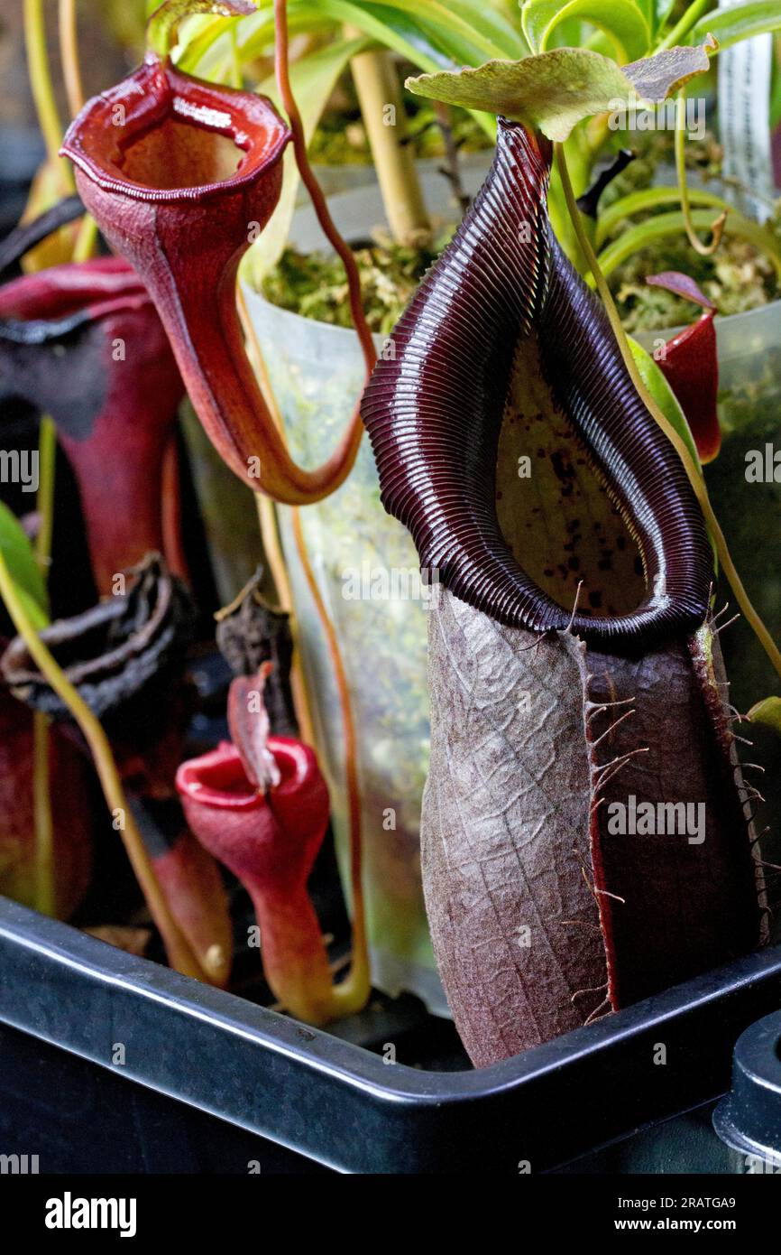 Nepenthes jamban hi-res stock photography and images - Alamy