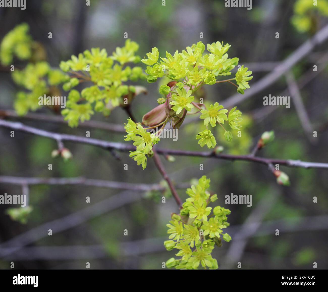 Maple (Acer platanoides) blooms in spring in nature Stock Photo - Alamy