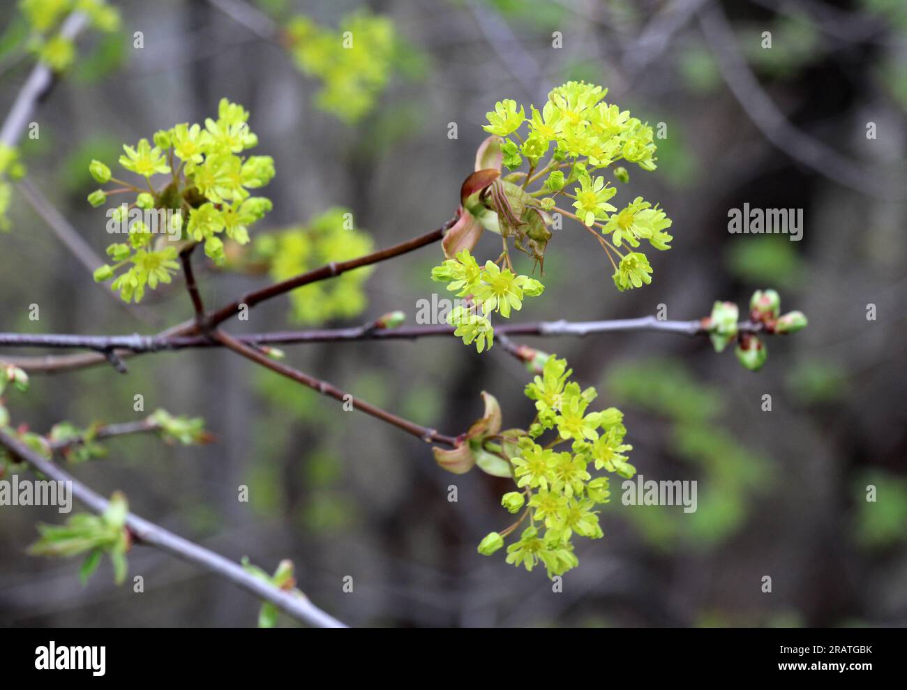 Maple (Acer platanoides) blooms in spring in nature Stock Photo - Alamy
