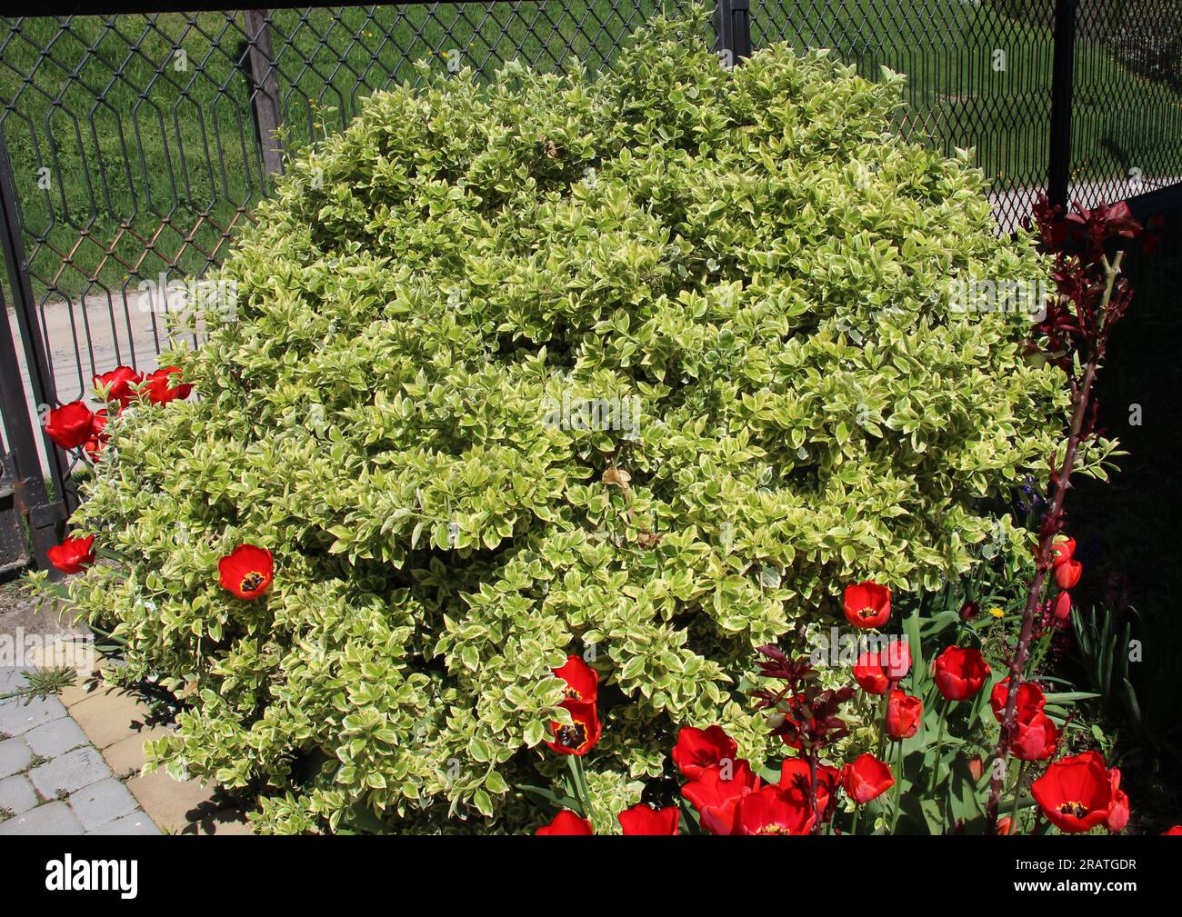 The evergreen ornamental shrub Euonymus fortunei grows in the garden ...
