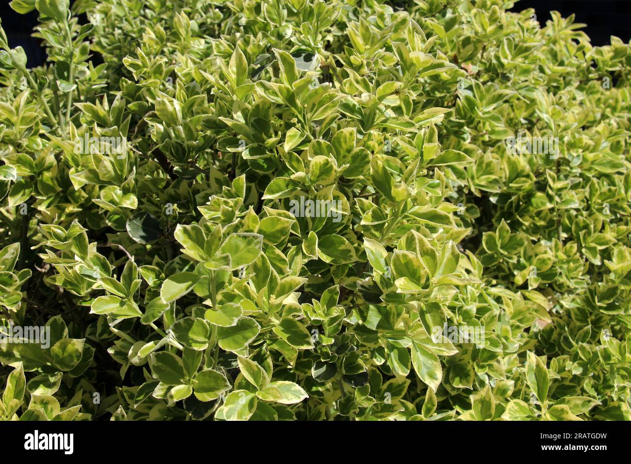 The evergreen ornamental shrub Euonymus fortunei grows in the garden ...