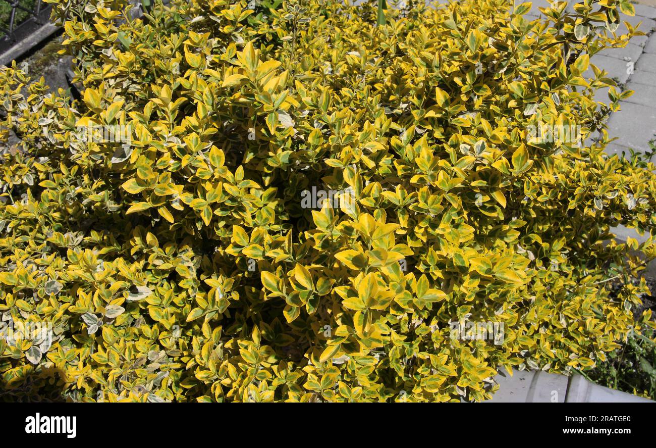 The evergreen ornamental shrub Euonymus fortunei grows in the garden ...
