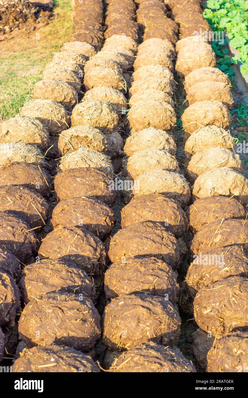 Indian cow dung hi-res stock photography and images - Alamy