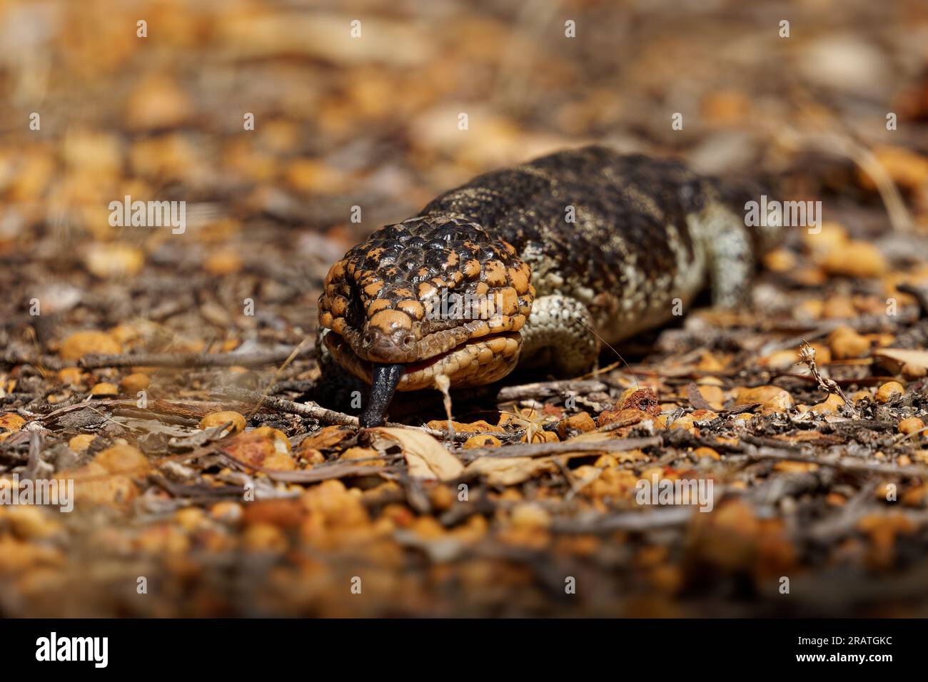 Bobtail lizard hi-res stock photography and images - Alamy