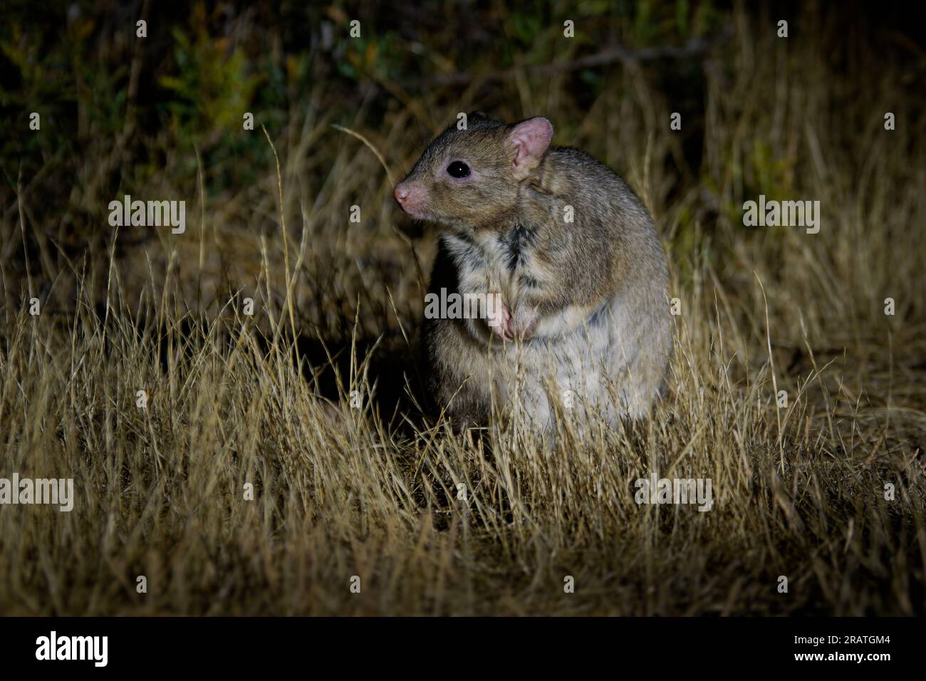 Boodie - Bettongia lesueur also Burrowing bettong or Lesueur's rat ...