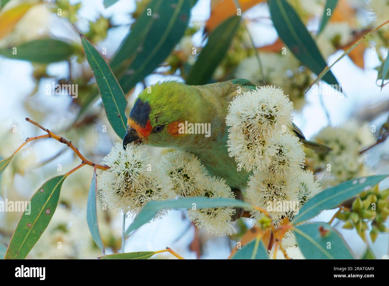Purple-crowned Lorikeet - Glossopsitta porphyrocephala also Porphyry ...