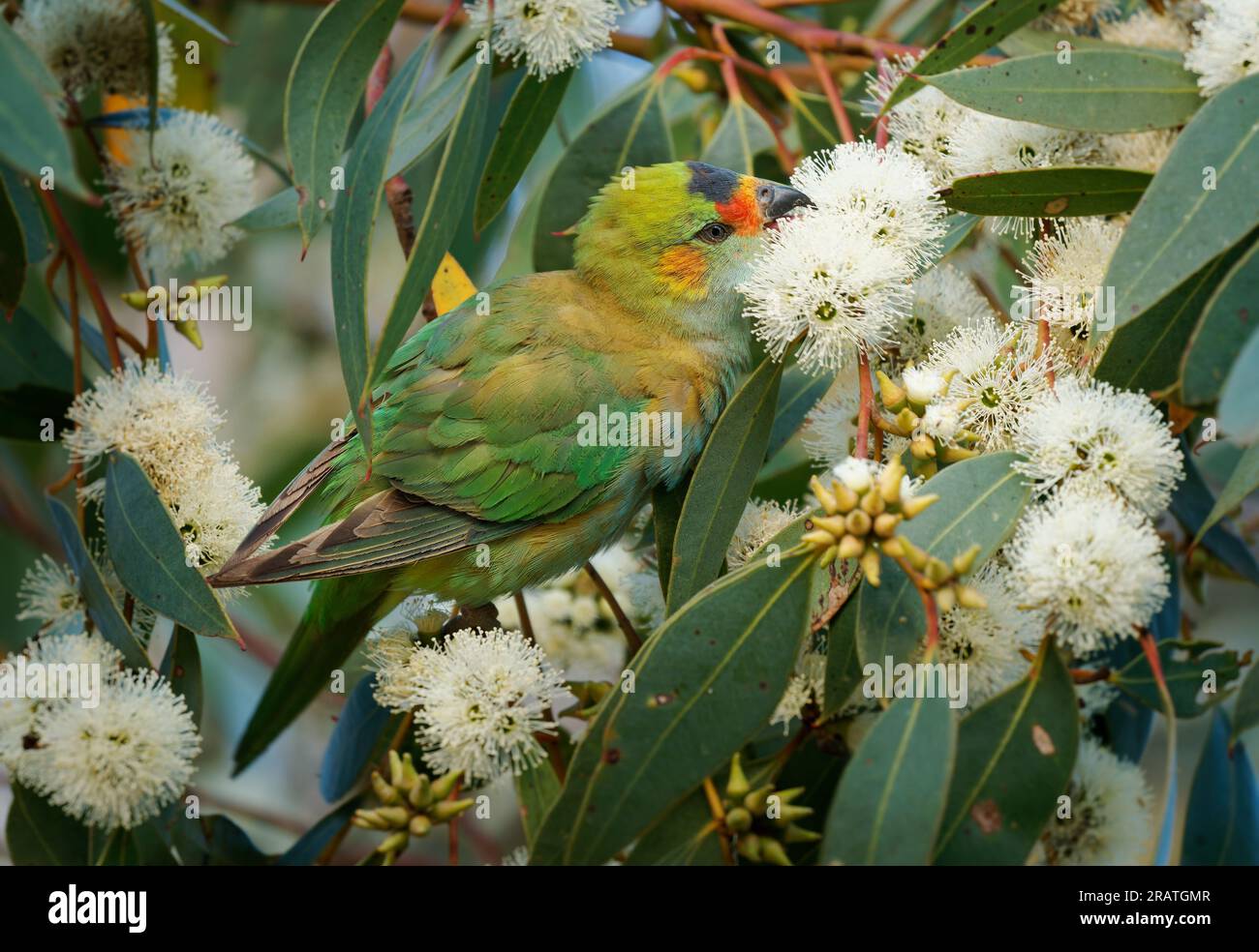 Purple-crowned Lorikeet - Glossopsitta porphyrocephala also Porphyry ...