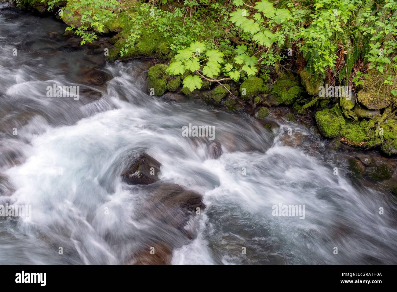 Elwha river in the olympic national park hi-res stock photography and ...