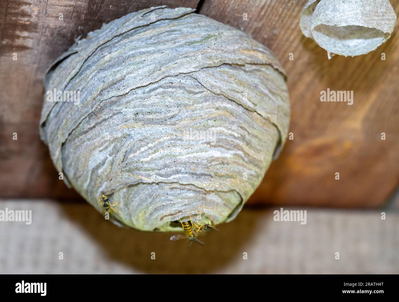 Macro shot paper wasp in hi-res stock photography and images - Alamy