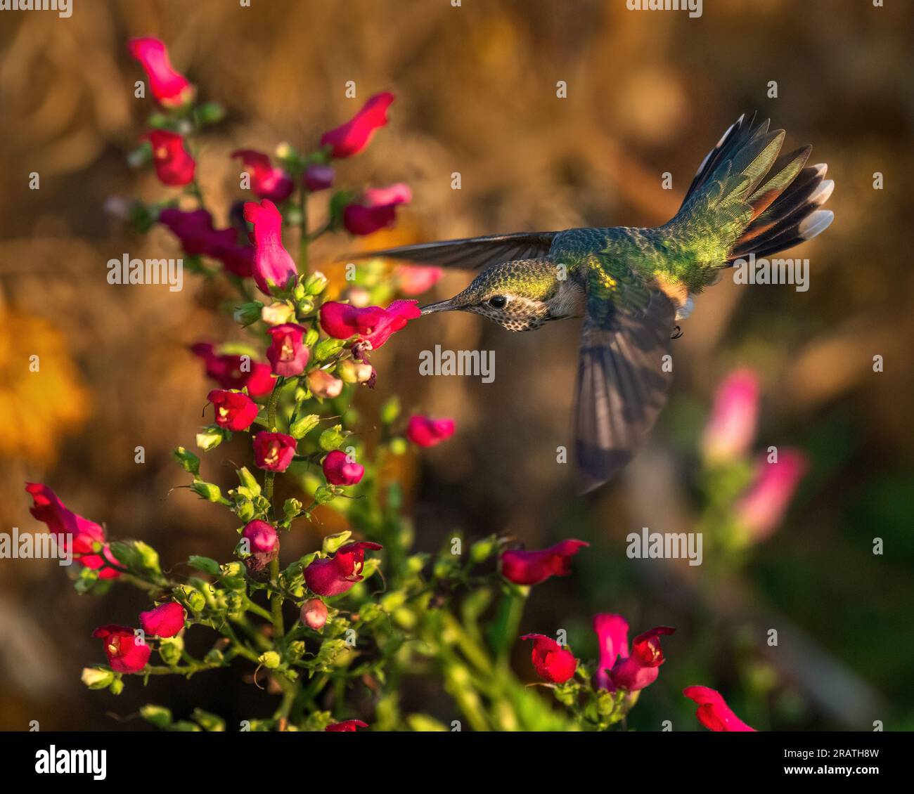 A female Broad-tailed hummingbird flips up her tail while feeding from ...