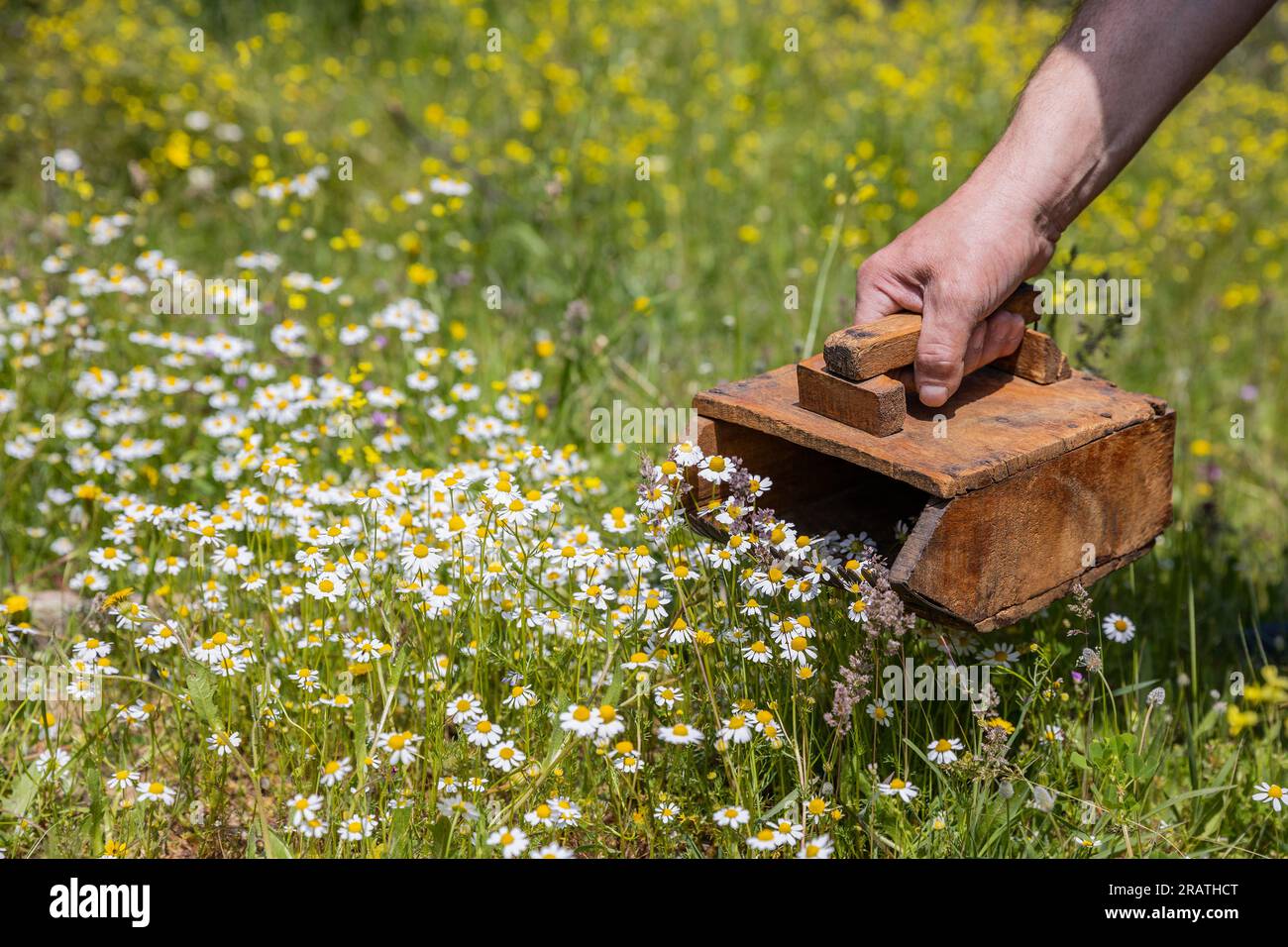 Chamomile harvest rake hi-res stock photography and images - Alamy