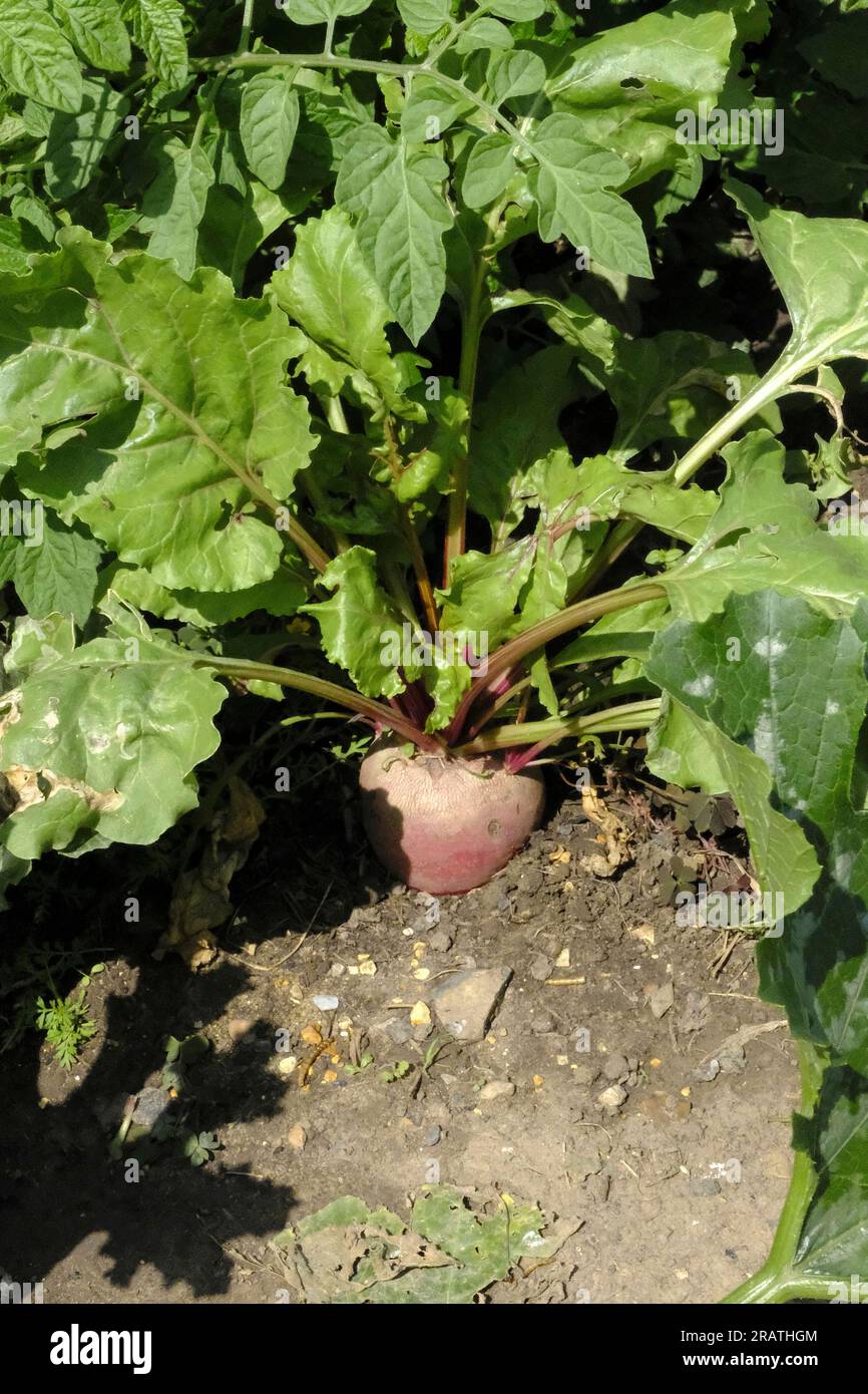 Variety of beta vulgaris hi-res stock photography and images - Alamy