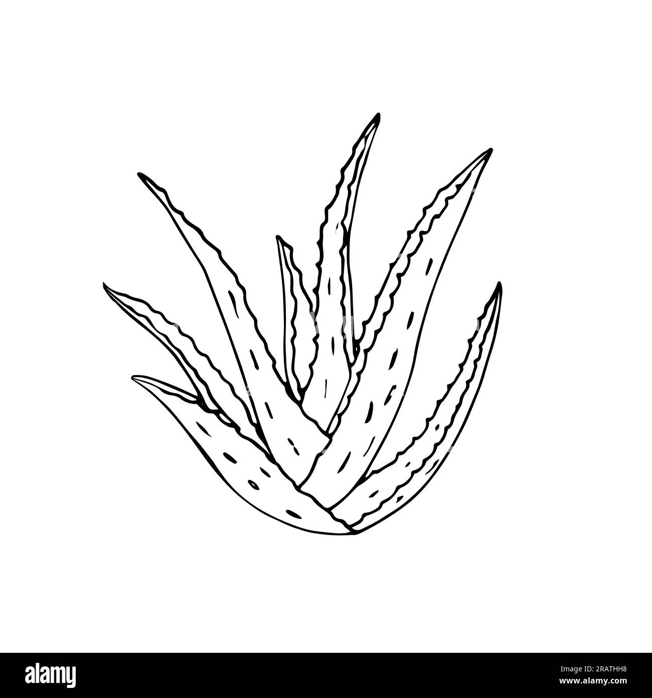 Hand-drawn aloe vera plant, aloe vera hand draw botanical clip art ...