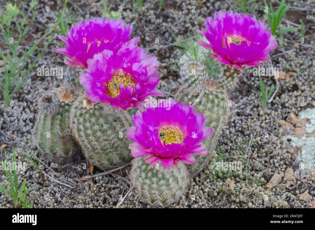 Lace Hedgehog Cactus, Echinocereus reichenbachii Stock Photo - Alamy