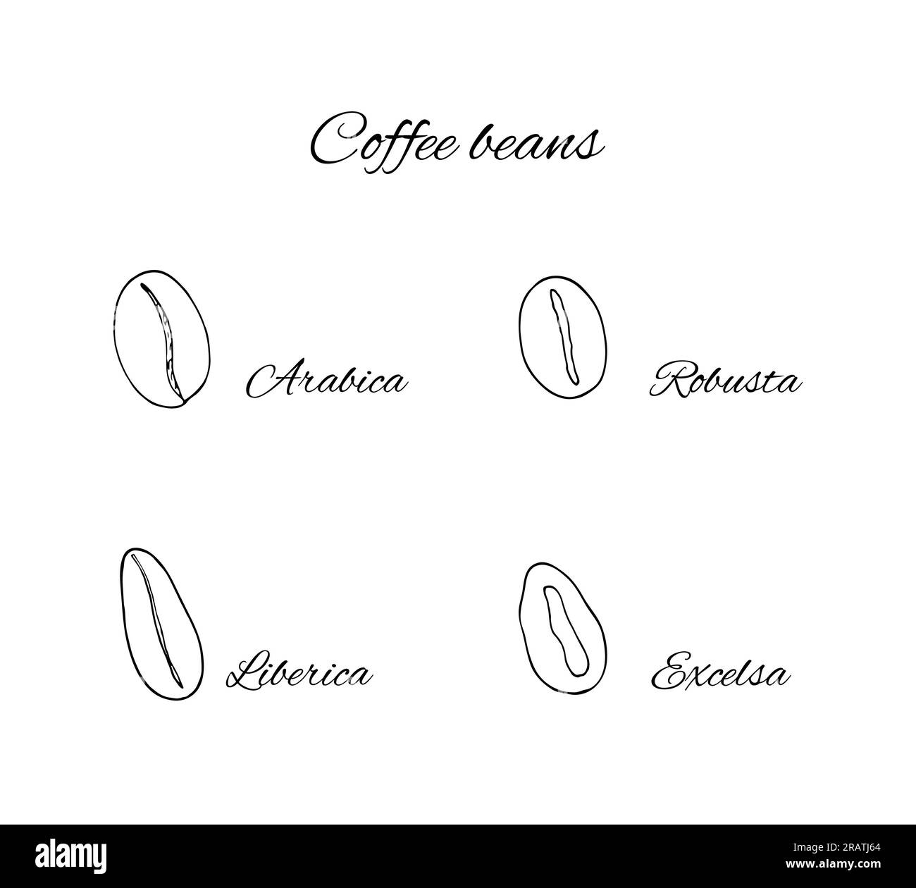 Hand-drawn 4 types of coffee beans. Arabica, Robusta, Excelsa and ...