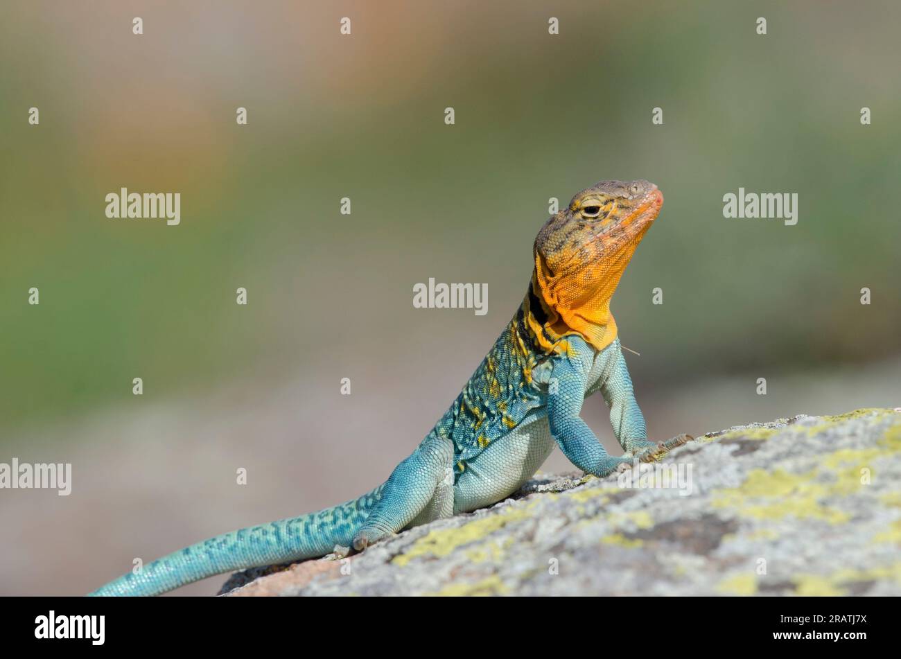 Eastern Collared Lizard, Crotaphytus collaris, male Stock Photo - Alamy