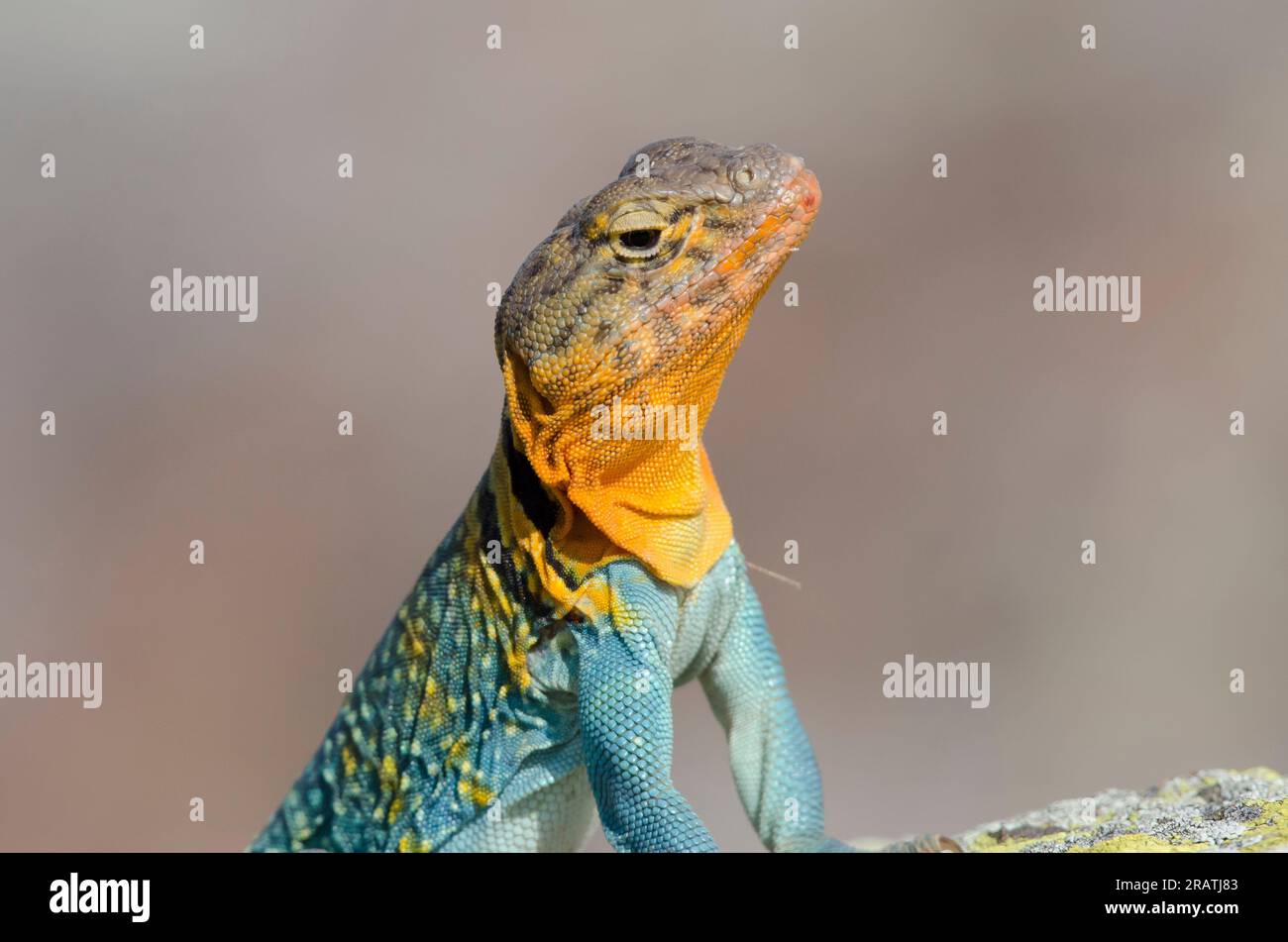Collared lizard mountain boomer hi-res stock photography and images - Alamy