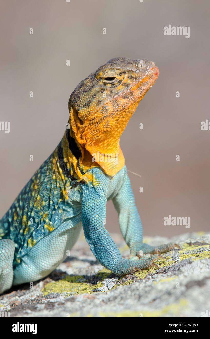 Oklahoma collared lizard hi-res stock photography and images - Alamy
