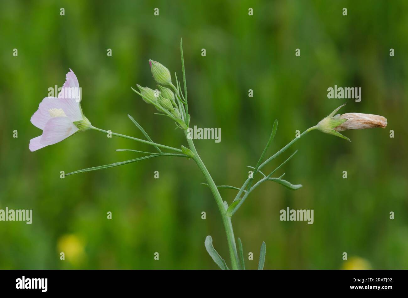 Light Poppymallow, Callirhoe alcaeoides Stock Photo - Alamy