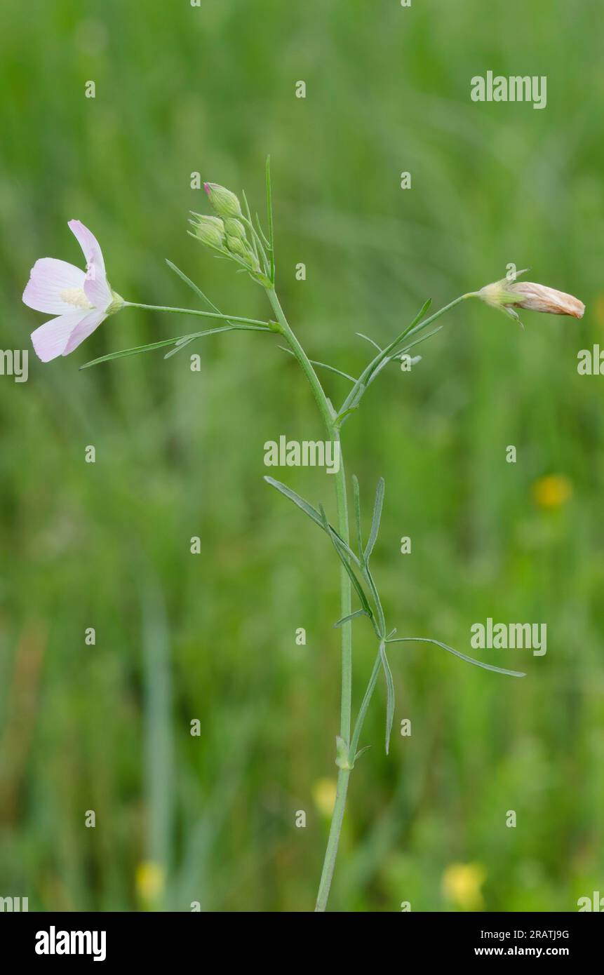 Light Poppymallow, Callirhoe alcaeoides Stock Photo - Alamy