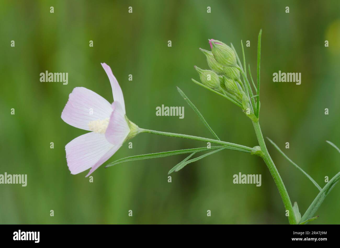 Poppy mallow flower hi-res stock photography and images - Alamy