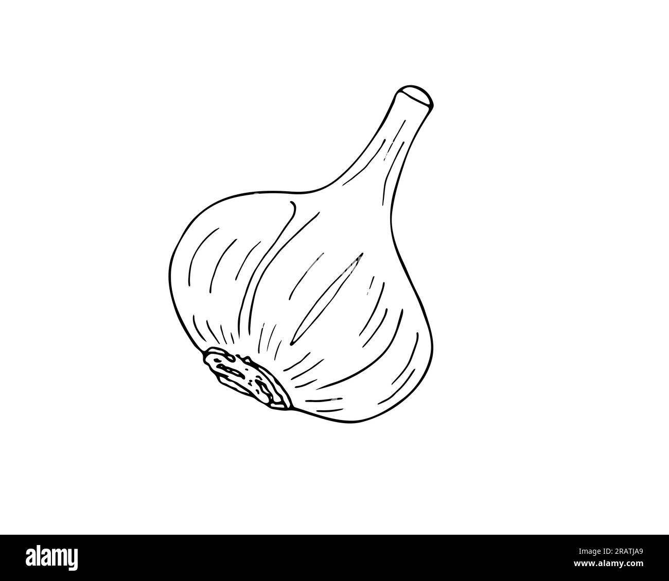 Hand-drawn garlic isolated vector illustration on white background ...