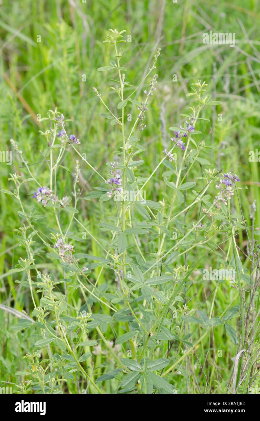 Slimflower Scurfpea, Psoralidium tenuiflorum Stock Photo - Alamy
