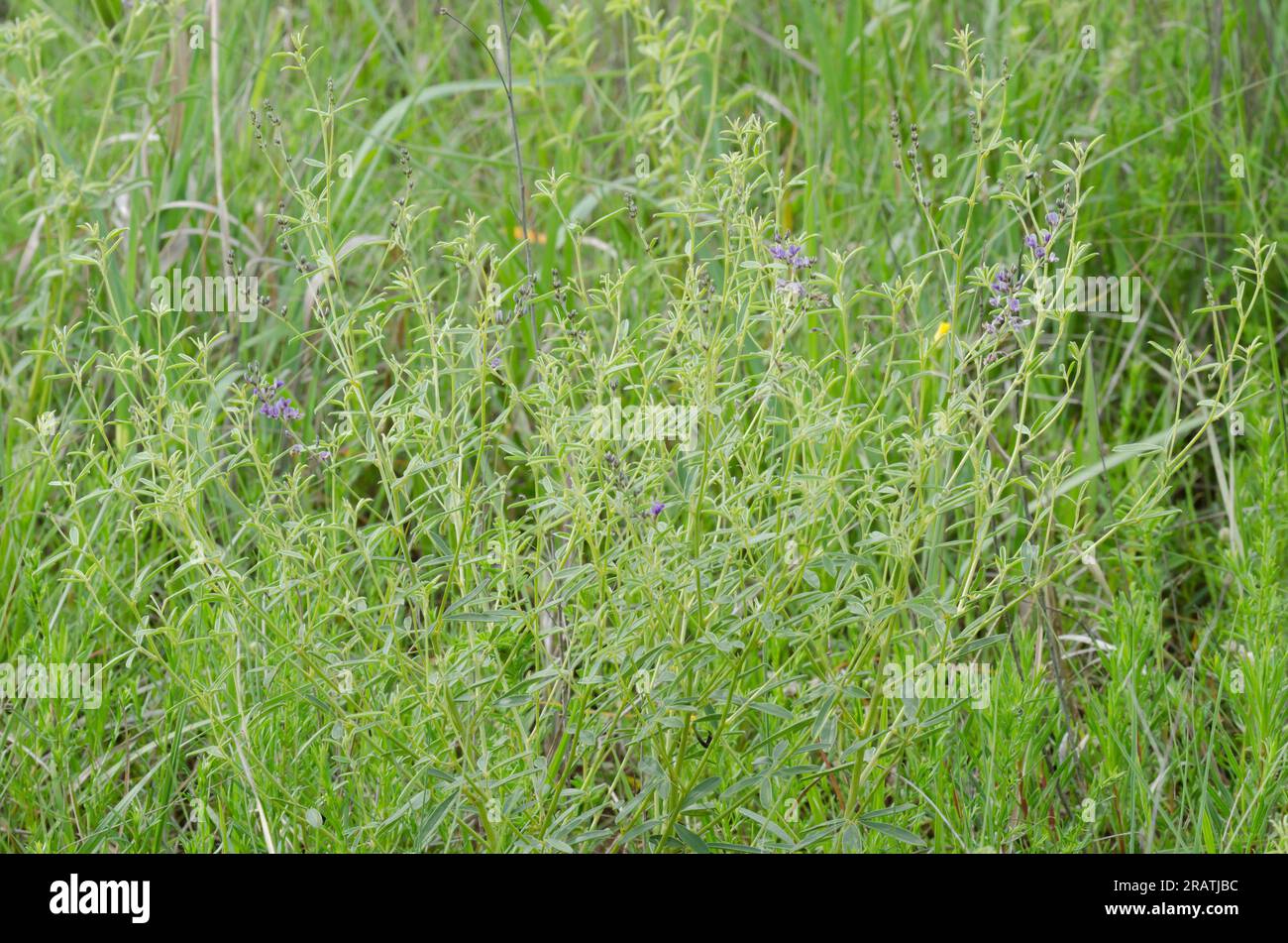 Psoralidium tenuiflorum hi-res stock photography and images - Alamy