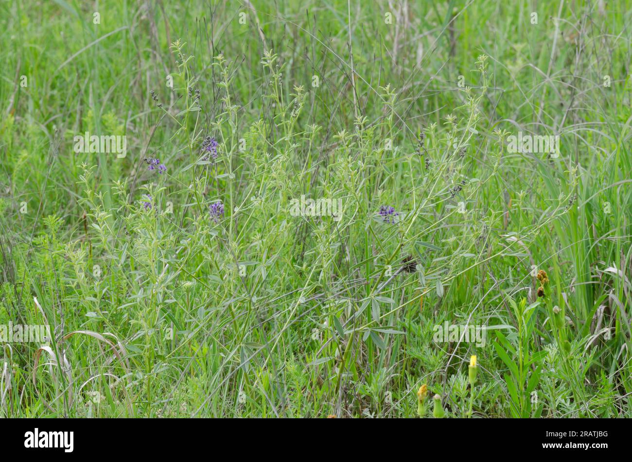 Psoralidium tenuiflorum hi-res stock photography and images - Alamy
