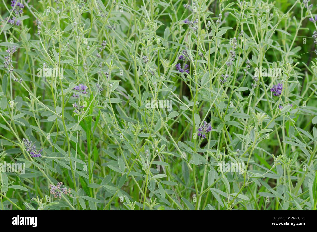 Psoralidium tenuiflorum hi-res stock photography and images - Alamy