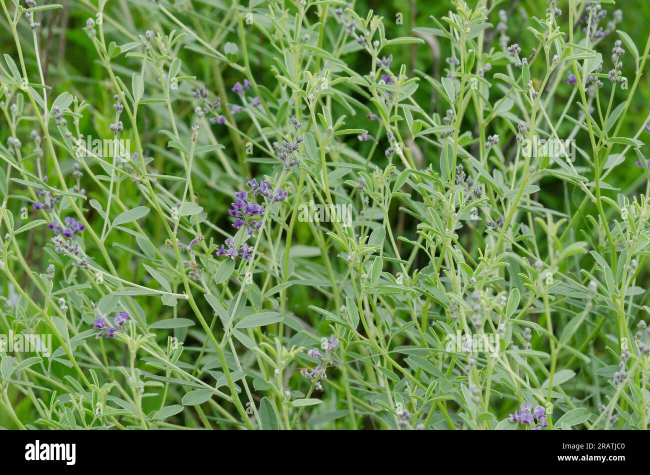 Psoralidium tenuiflorum hi-res stock photography and images - Alamy