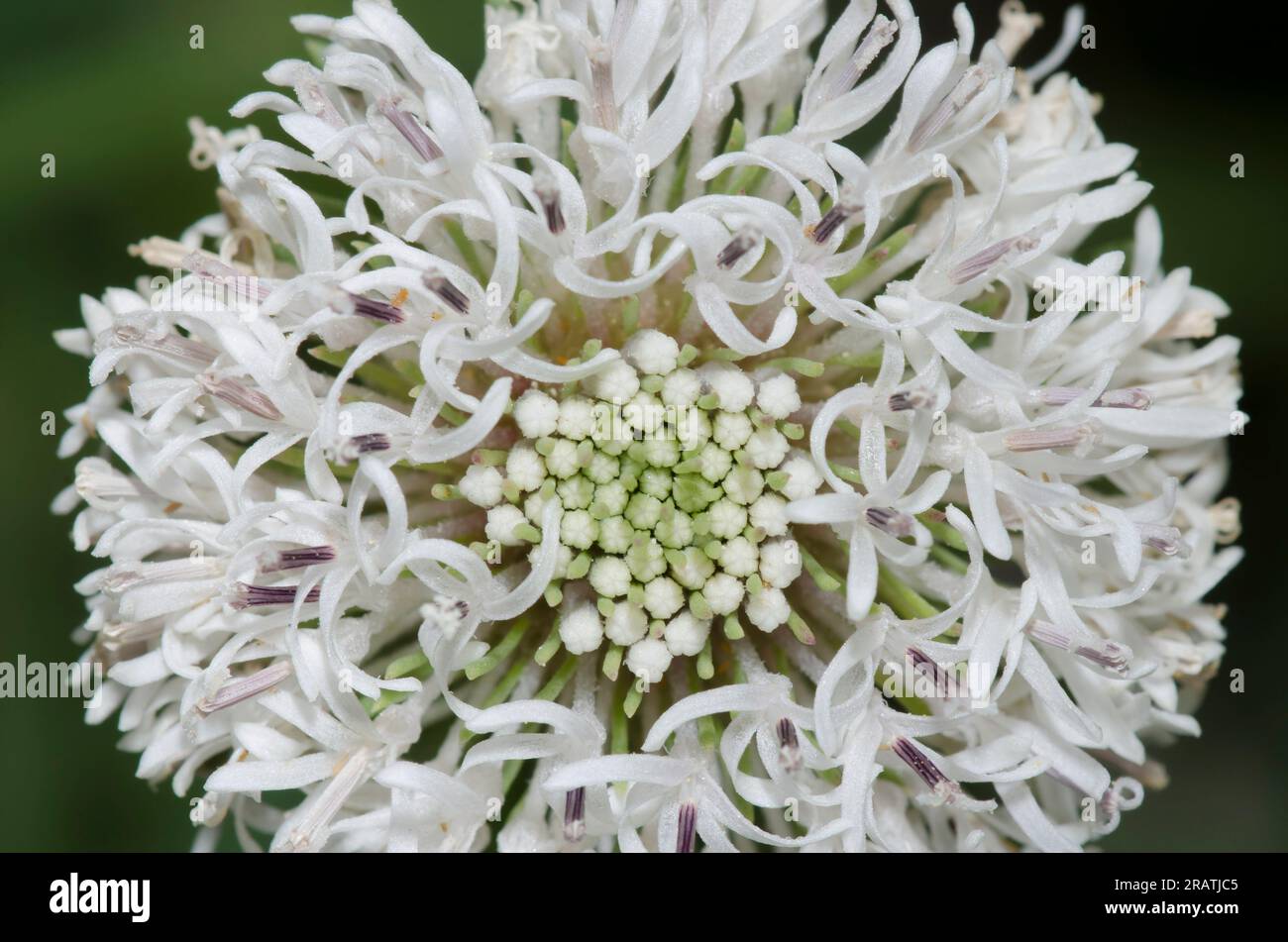 Barbaras buttons hi-res stock photography and images - Alamy