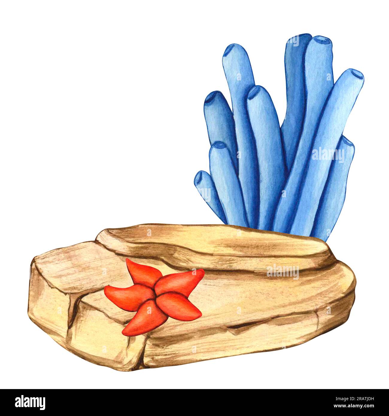 Watercolor stones, starfish and blue seaweed. Illustrations underwater ...
