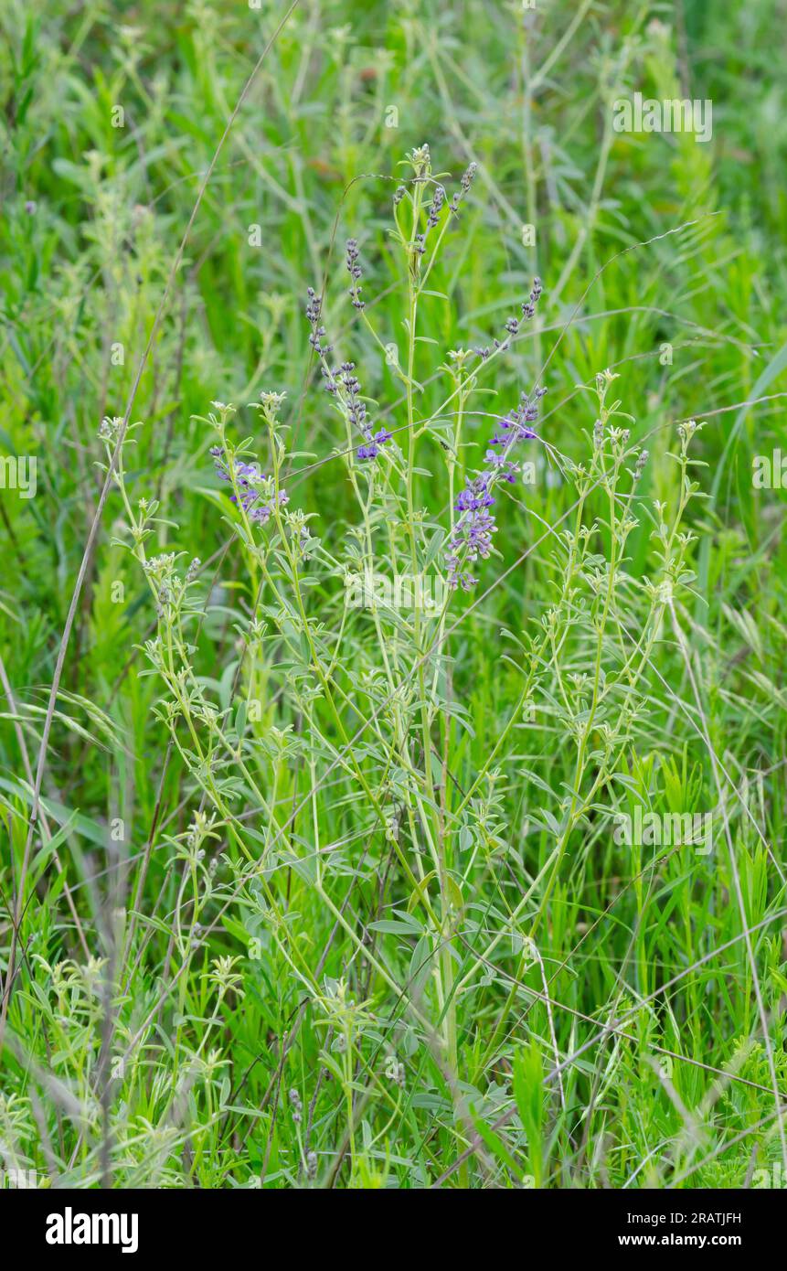 Psoralidium tenuiflorum hi-res stock photography and images - Alamy