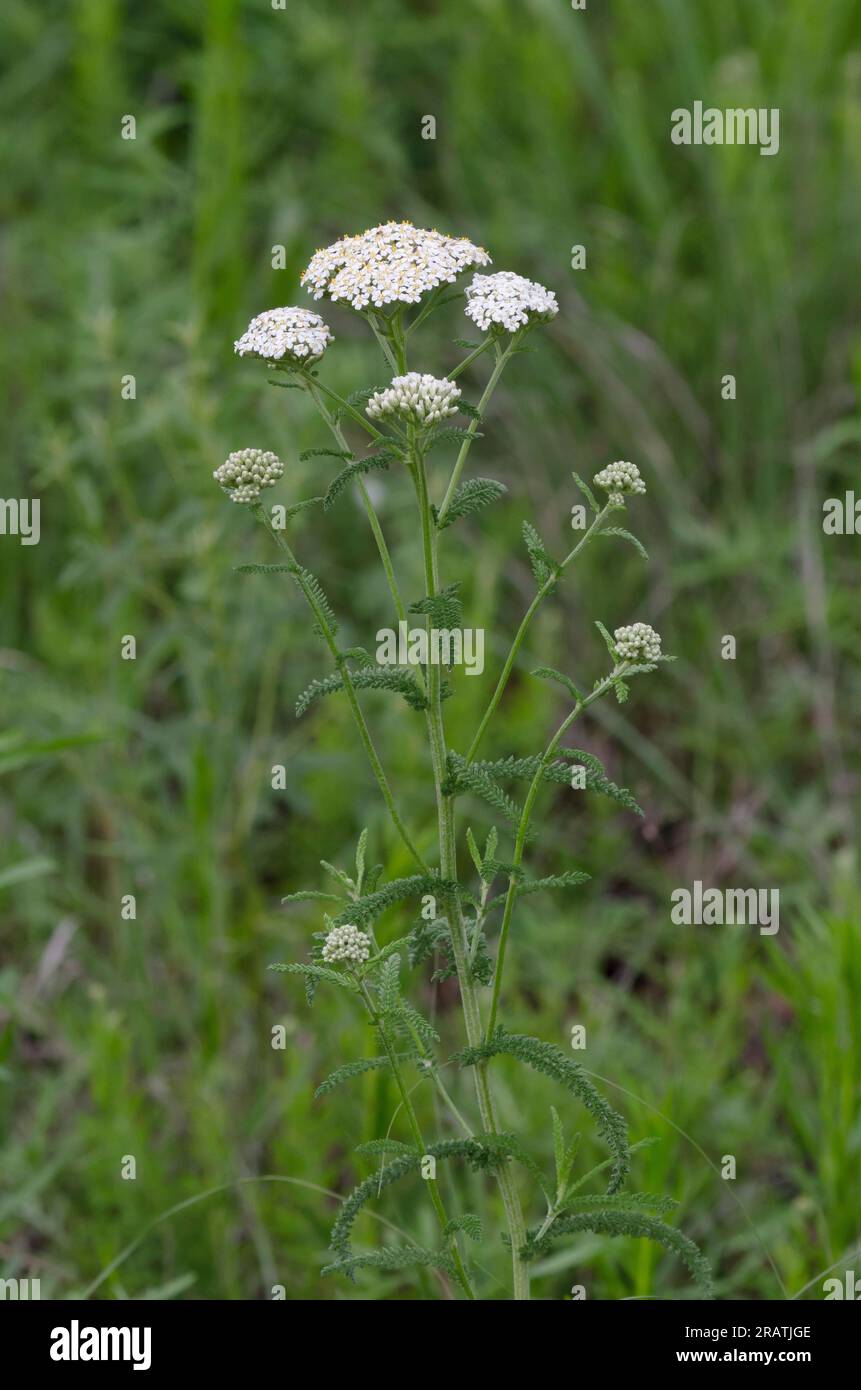 Yarrow common achillea millefolium hi-res stock photography and images ...