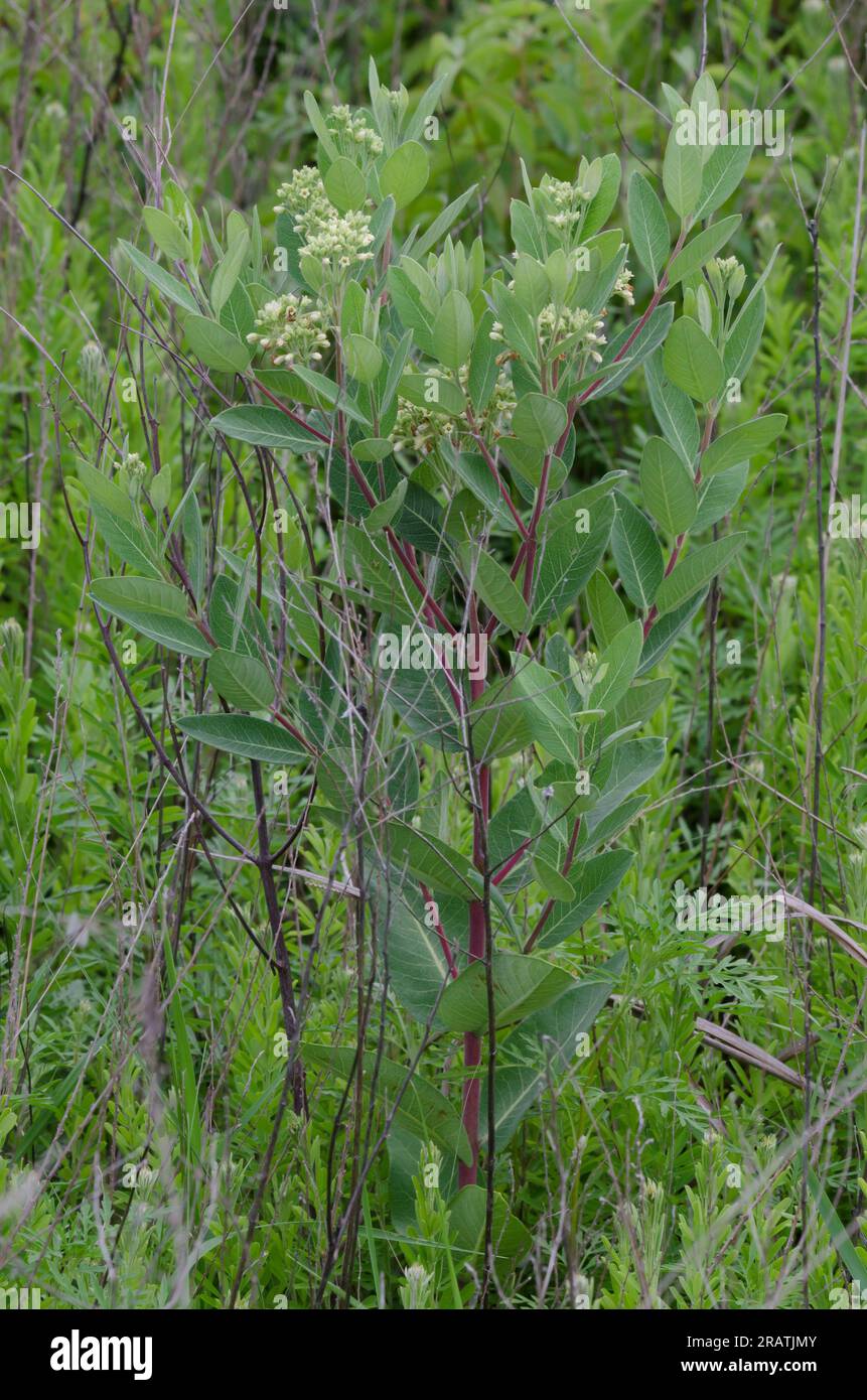 Indian Hemp, Apocynum cannabinum Stock Photo - Alamy
