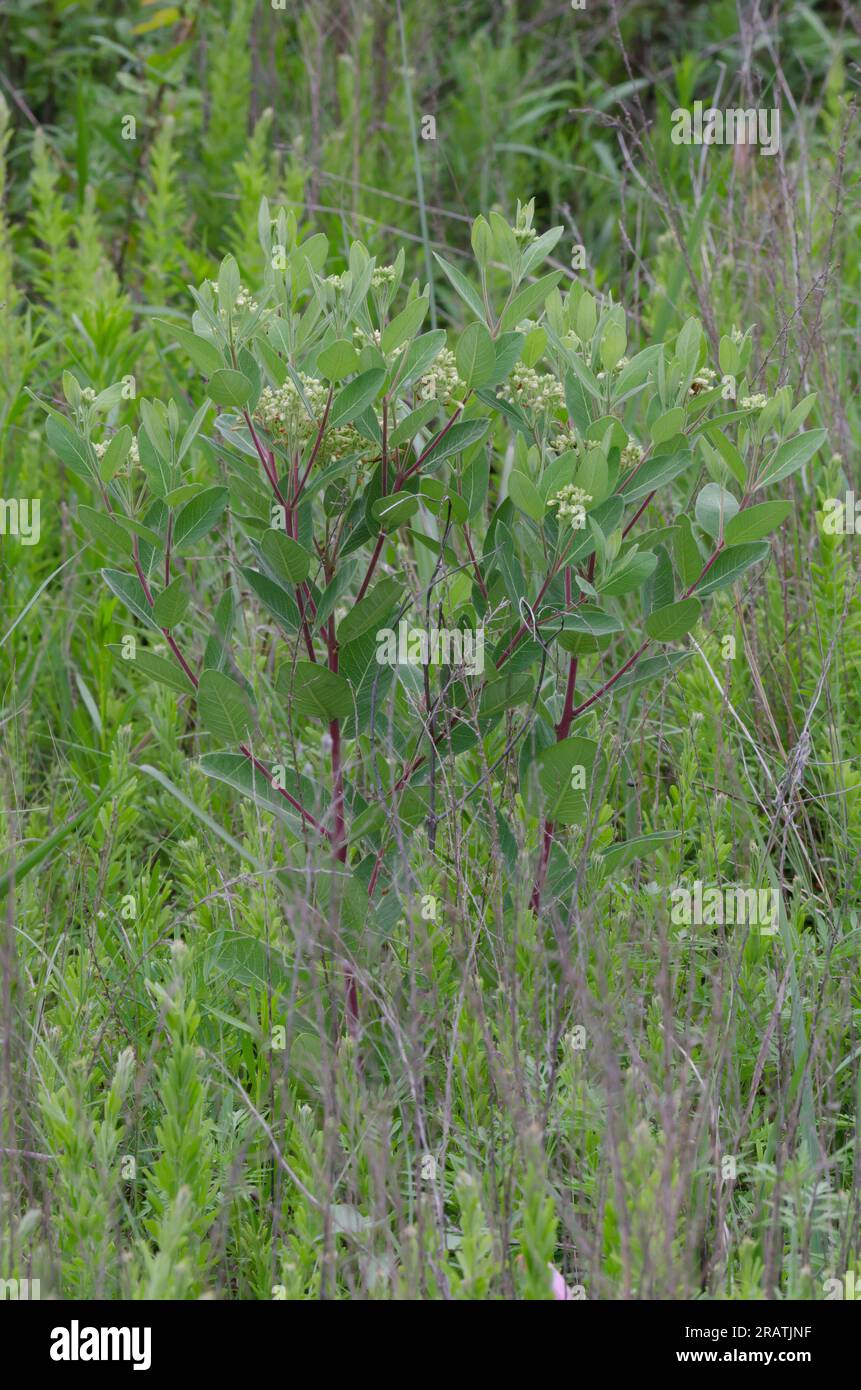 Indian Hemp, Apocynum cannabinum Stock Photo - Alamy