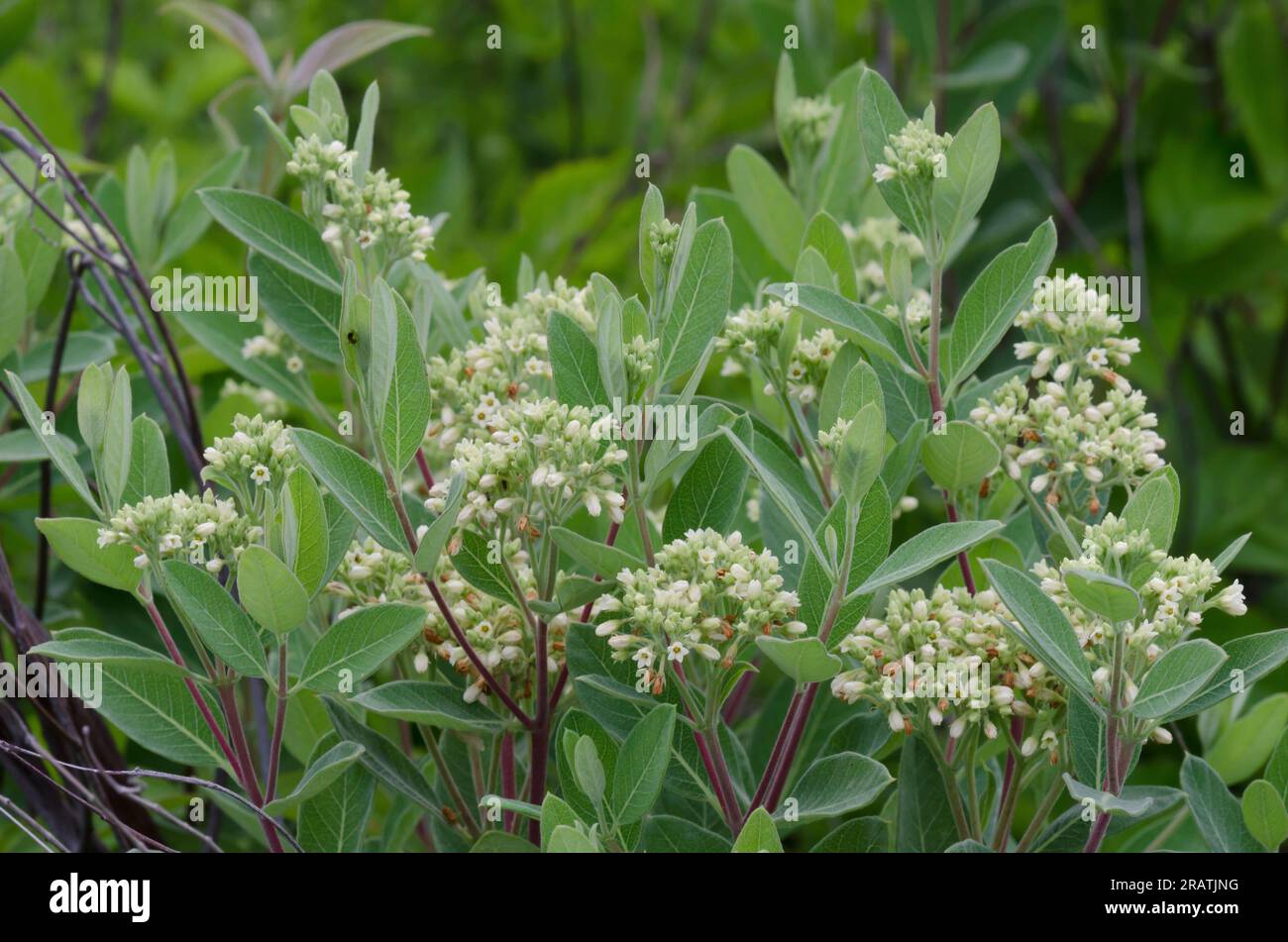 Indian Hemp, Apocynum cannabinum Stock Photo - Alamy