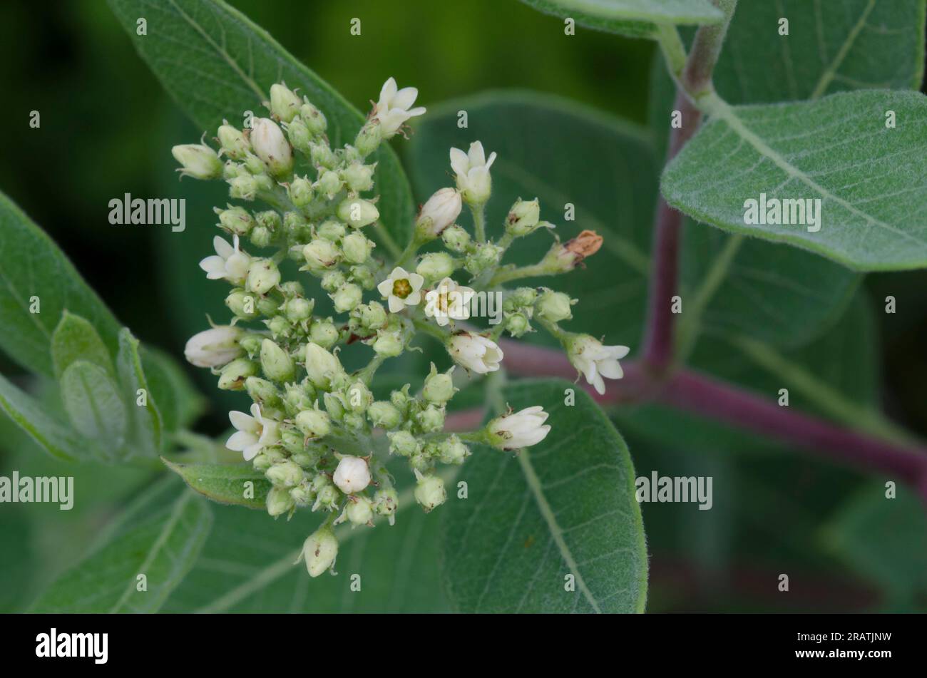 Indian Hemp, Apocynum cannabinum Stock Photo - Alamy