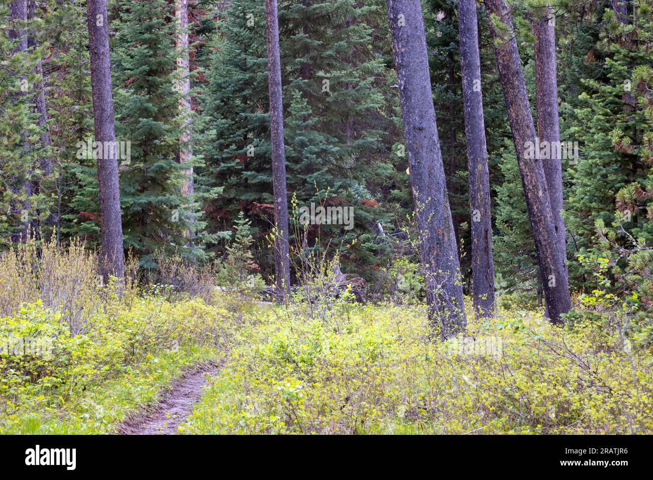 Two ocean lake trail hi-res stock photography and images - Alamy