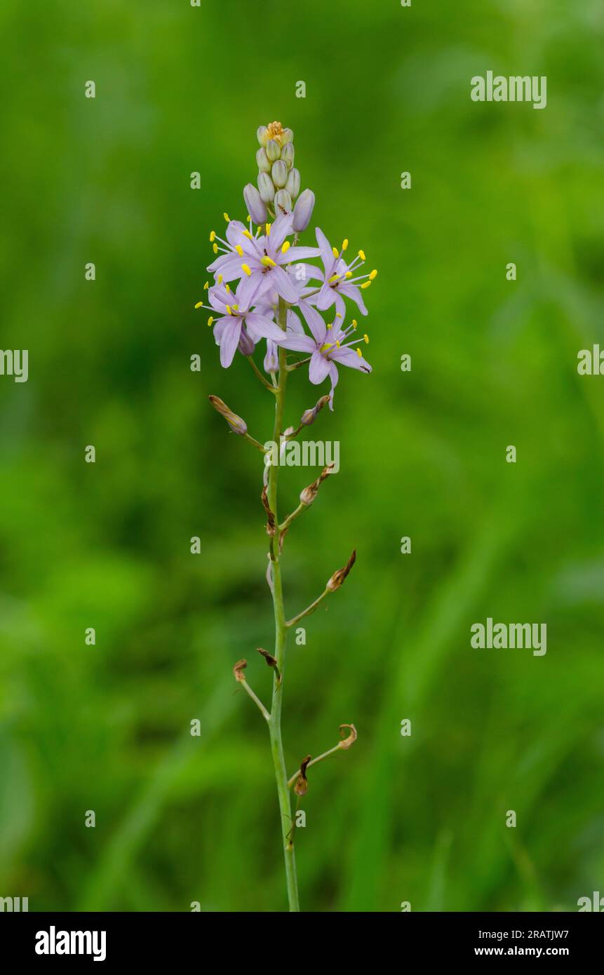 Wild hyacinth hi-res stock photography and images - Alamy