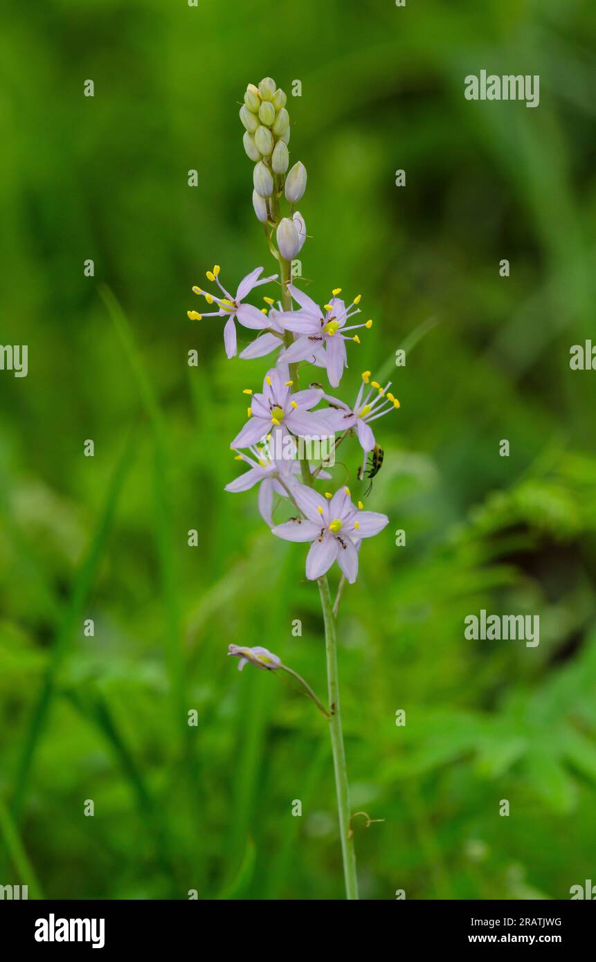 Wild hyacinth hi-res stock photography and images - Alamy