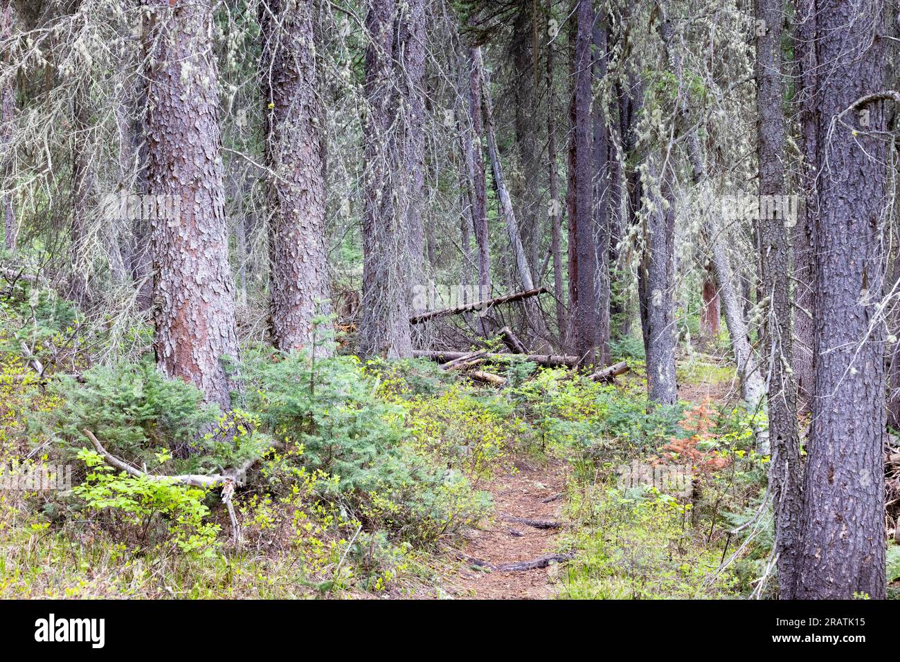 The Two Ocean Lake Trail winding below mossy evergreen trees. Grand ...