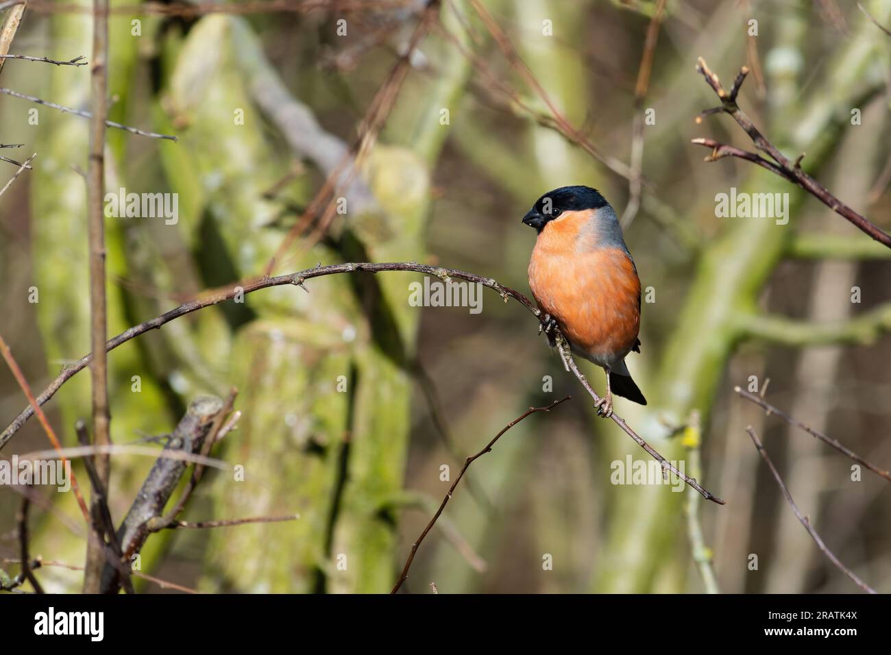 Finches and buntings bullfinches hi-res stock photography and images ...
