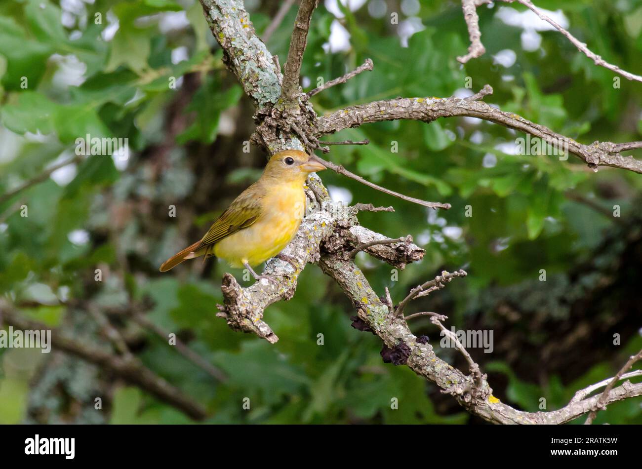 Female summer tanager hi-res stock photography and images - Alamy