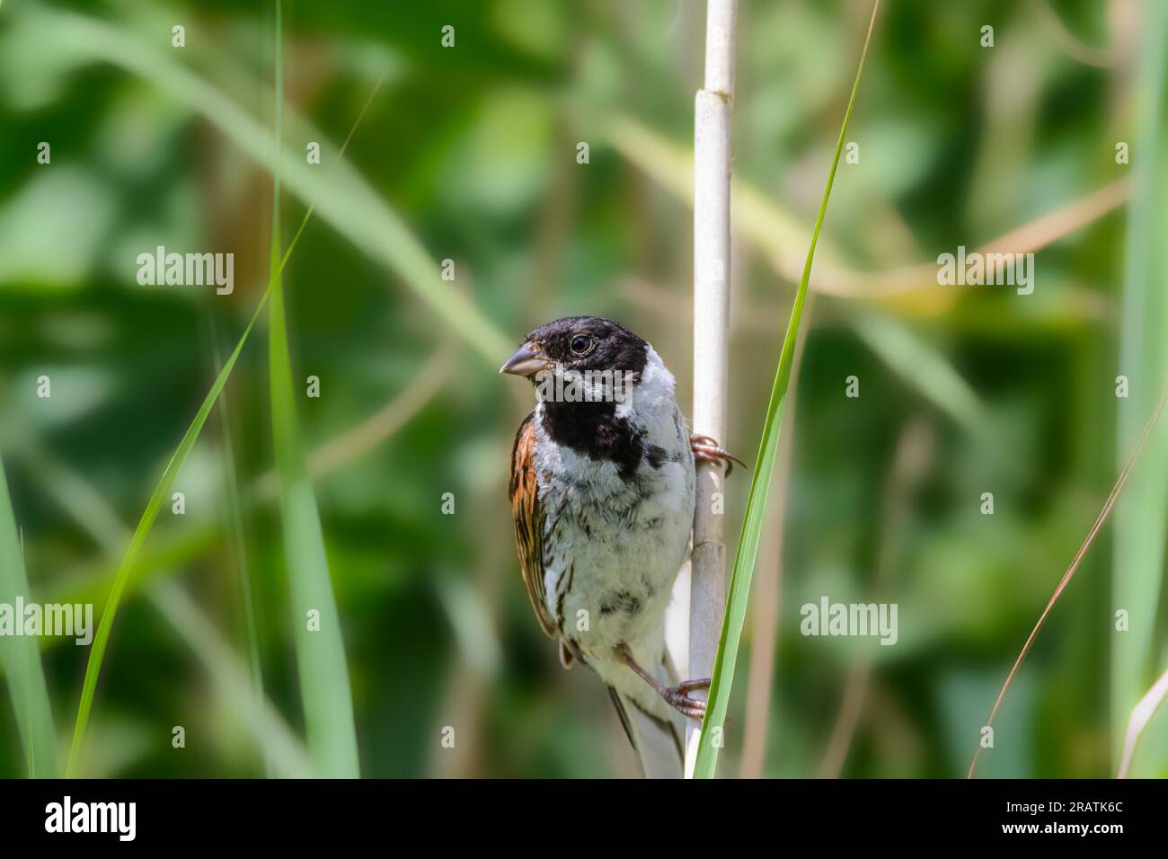 Finches and buntings reed bunting hi-res stock photography and images ...