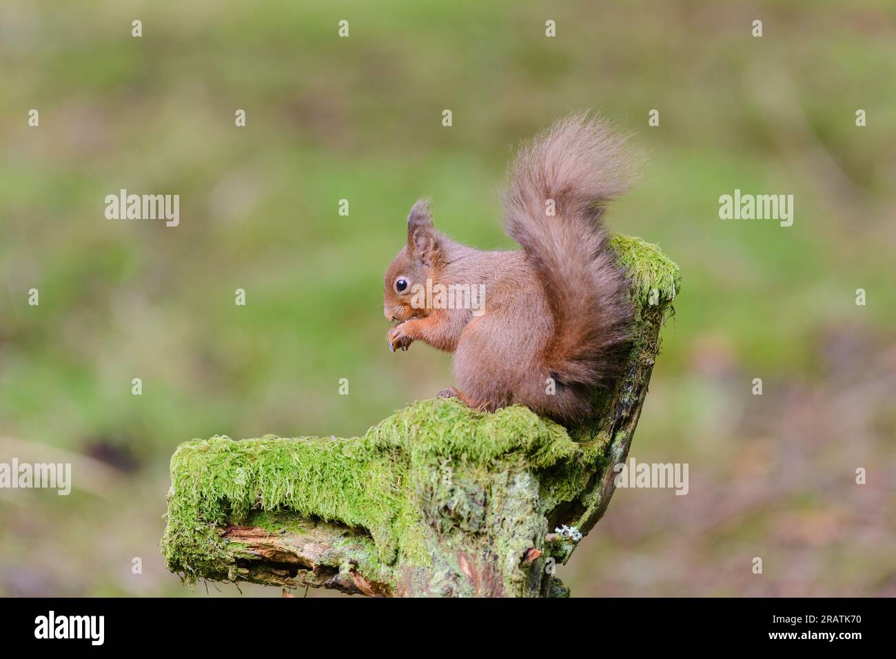 Red Squirrel, Sciurus vulgaris, sat on a moss covered log, side view ...